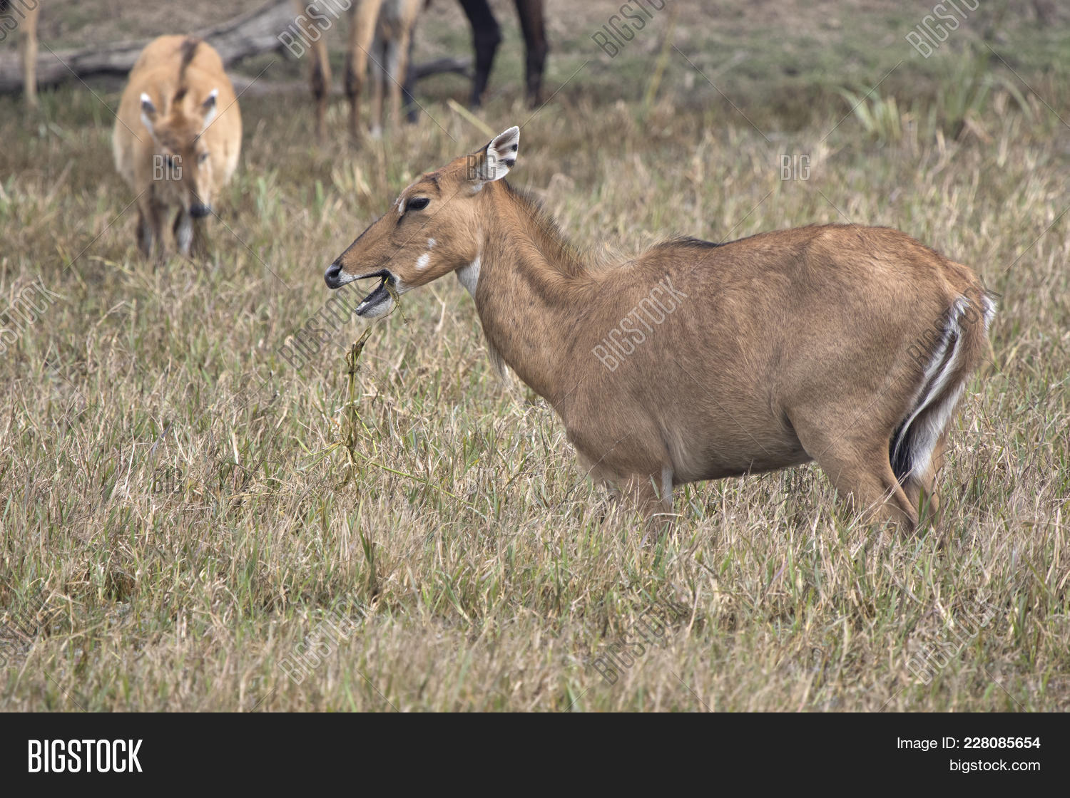 Female Nilgai Blue Image & Photo (Free Trial) | Bigstock