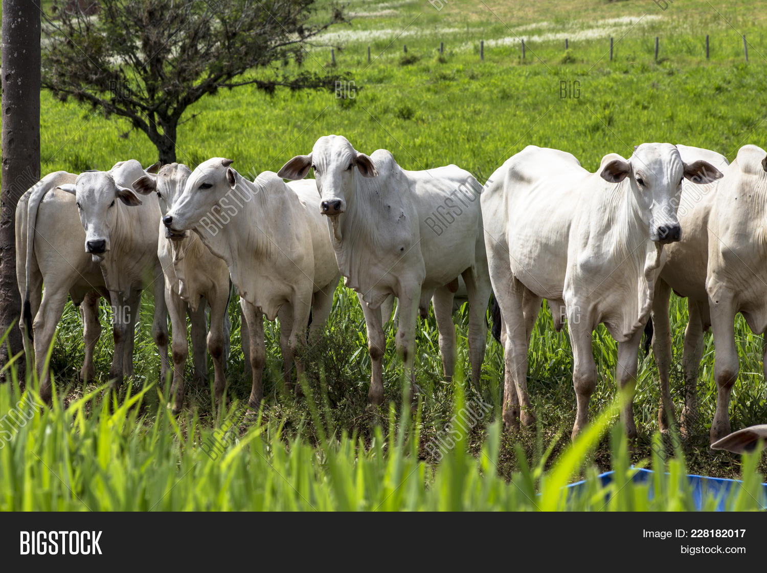 Herd Nelore Cattle Image & Photo (Free Trial) | Bigstock