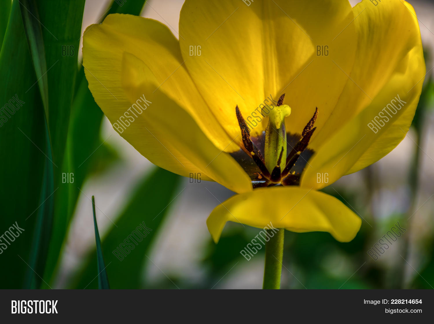 Yellow Tulip Blooming Image & Photo (Free Trial) | Bigstock