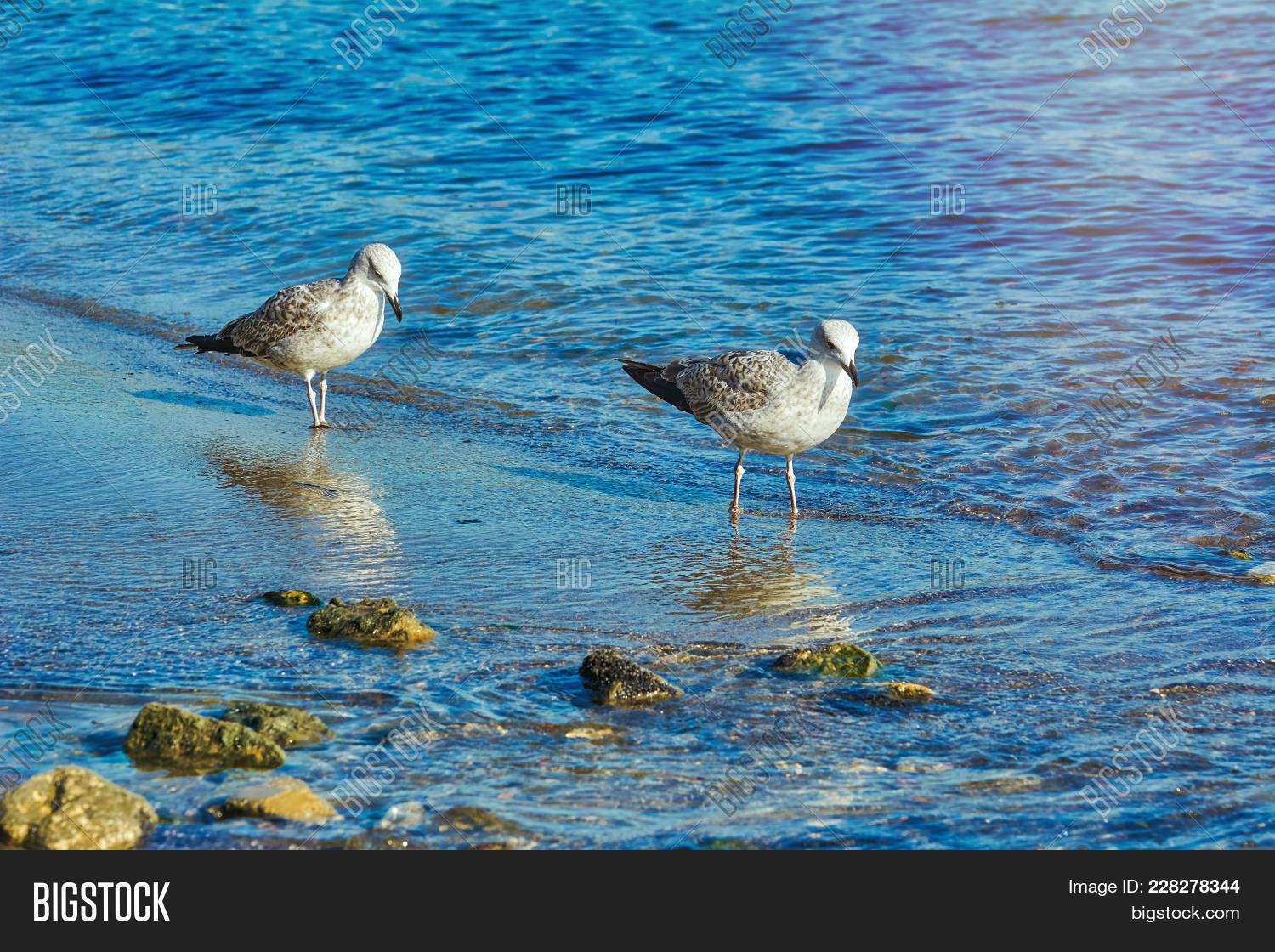 Subadult European Image & Photo (Free Trial) | Bigstock