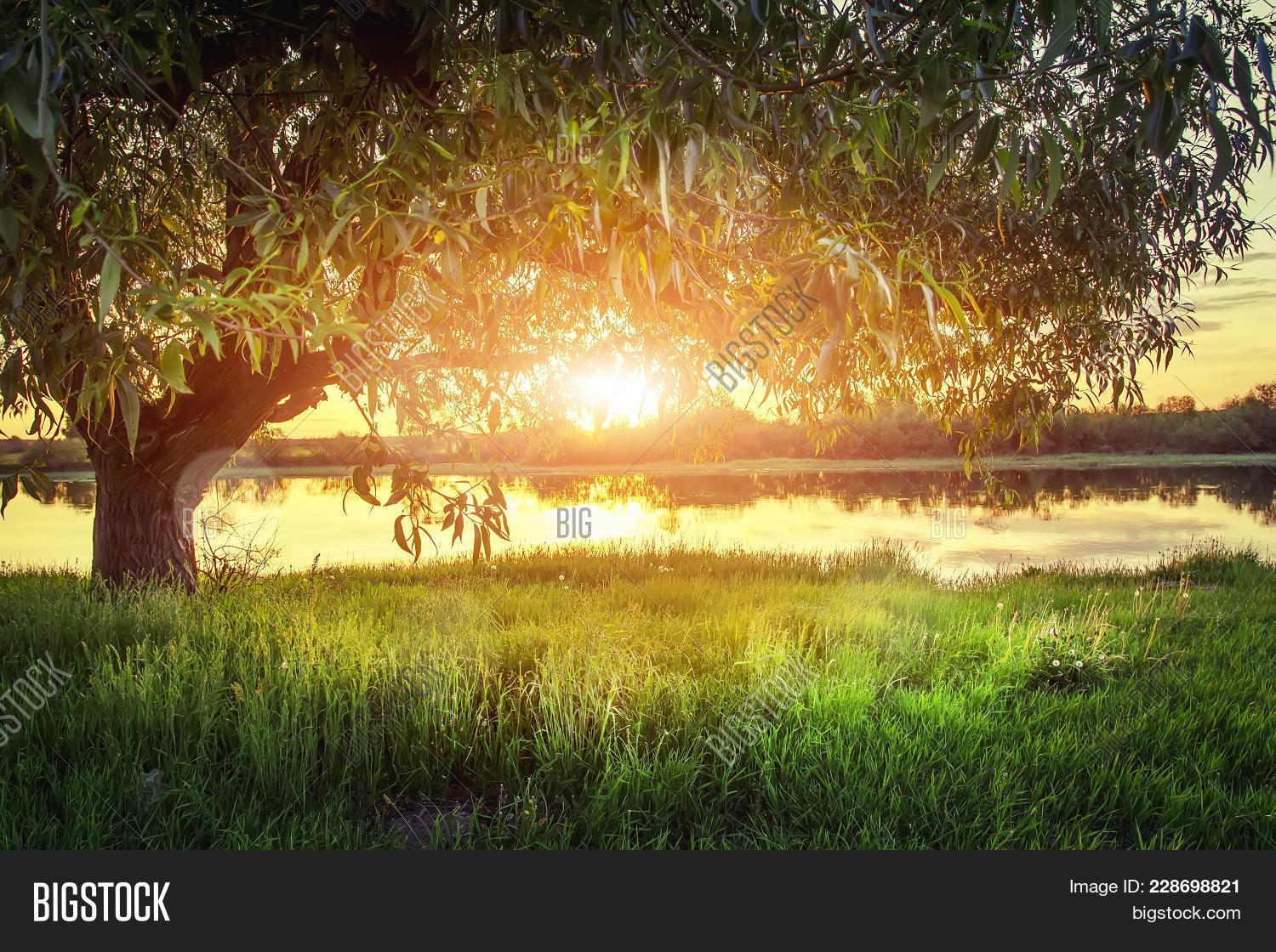 Large Tree On River Image & Photo (Free Trial) | Bigstock