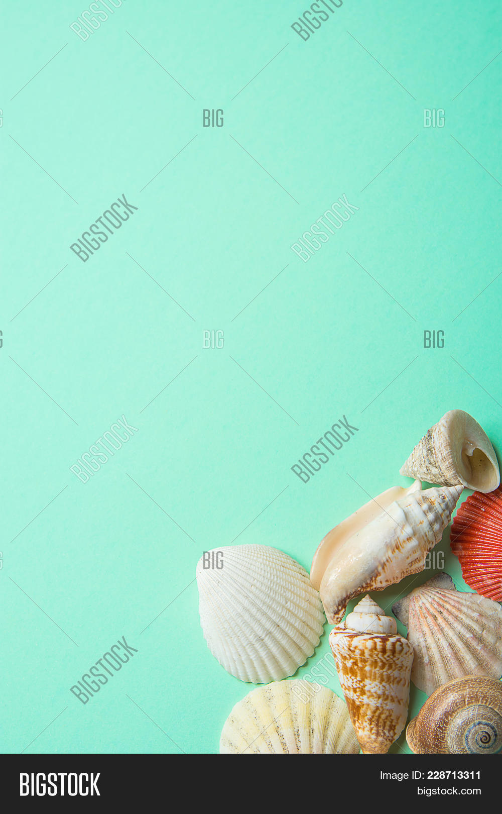 Sea Shells Different Image & Photo (Free Trial) | Bigstock