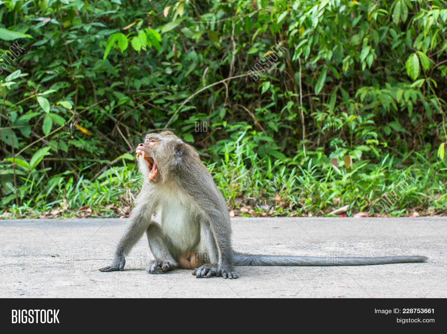 Raging Monkey Sitting Image & Photo (Free Trial) | Bigstock