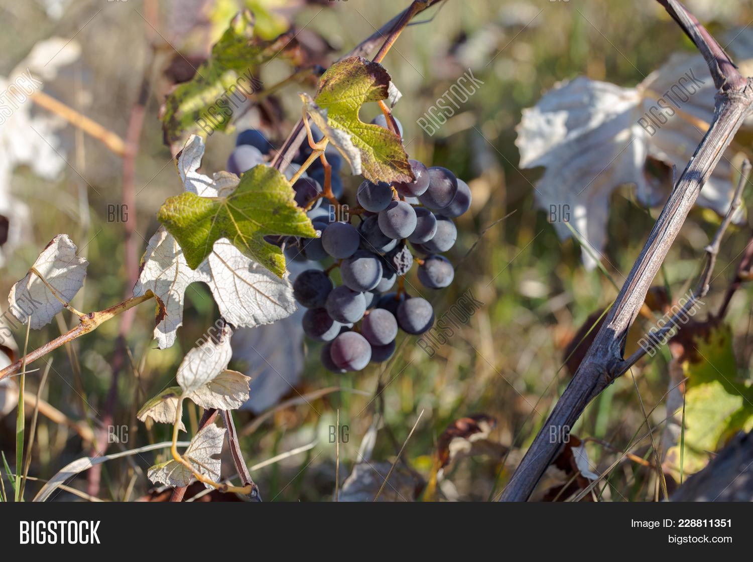 Hybrid Vitis Labrusca Image & Photo (Free Trial) | Bigstock