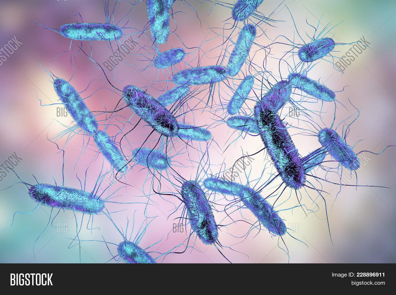 Salmonella Typhimurium Gram Stain