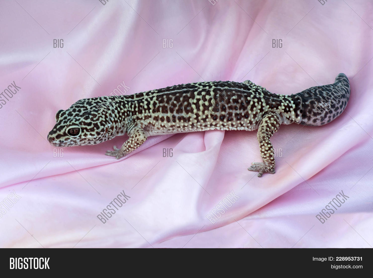 Leopard Geckos ( Image & Photo (Free Trial) | Bigstock