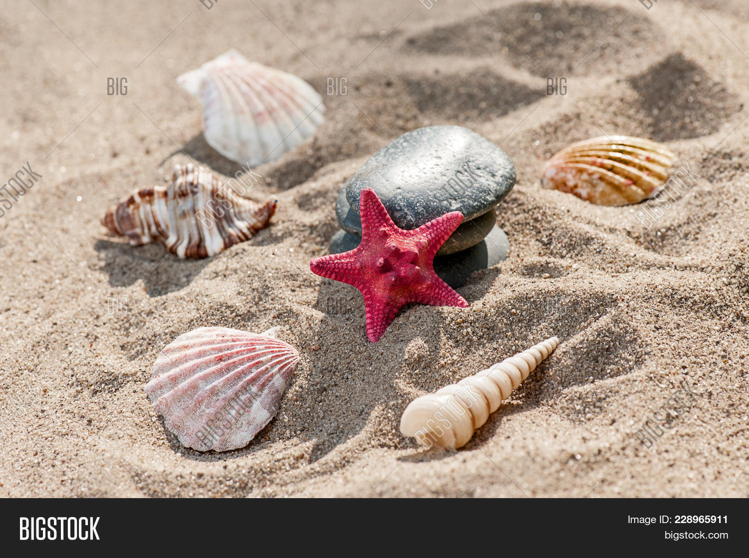 Red Sea Star Shells On Image & Photo (Free Trial) | Bigstock