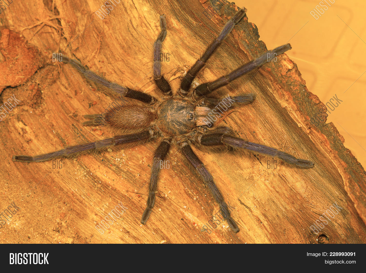 Male Tarantula Genus Image & Photo (Free Trial) | Bigstock