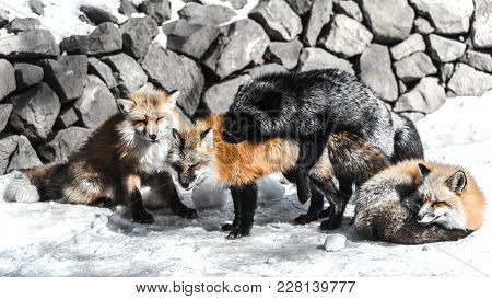 Fox Mating Winter Image & Photo (Free Trial) | Bigstock
