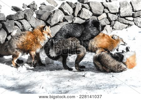 Fox Mating Winter Image & Photo (Free Trial) | Bigstock