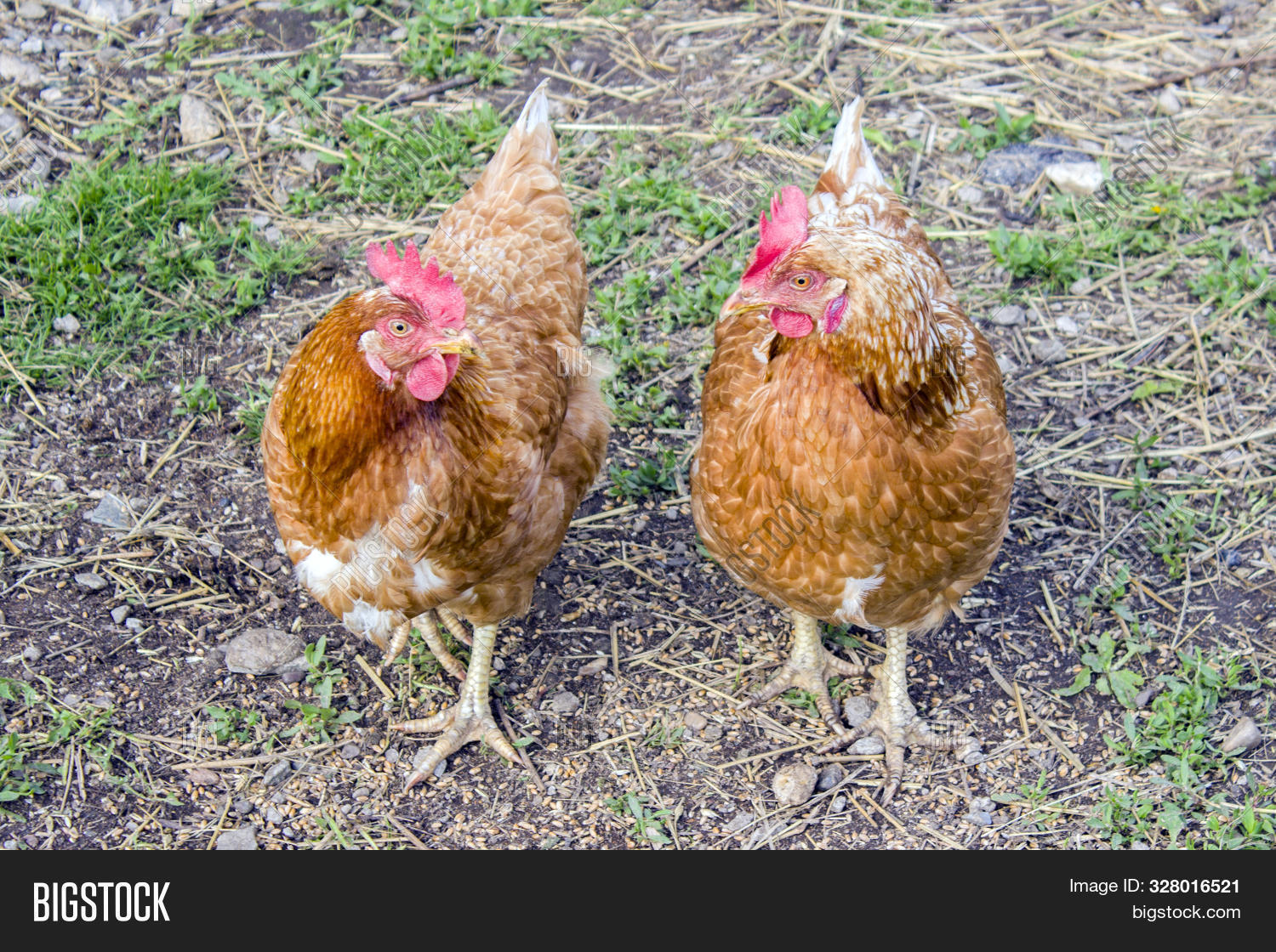 Two Hens Stand On Image & Photo (Free Trial) | Bigstock