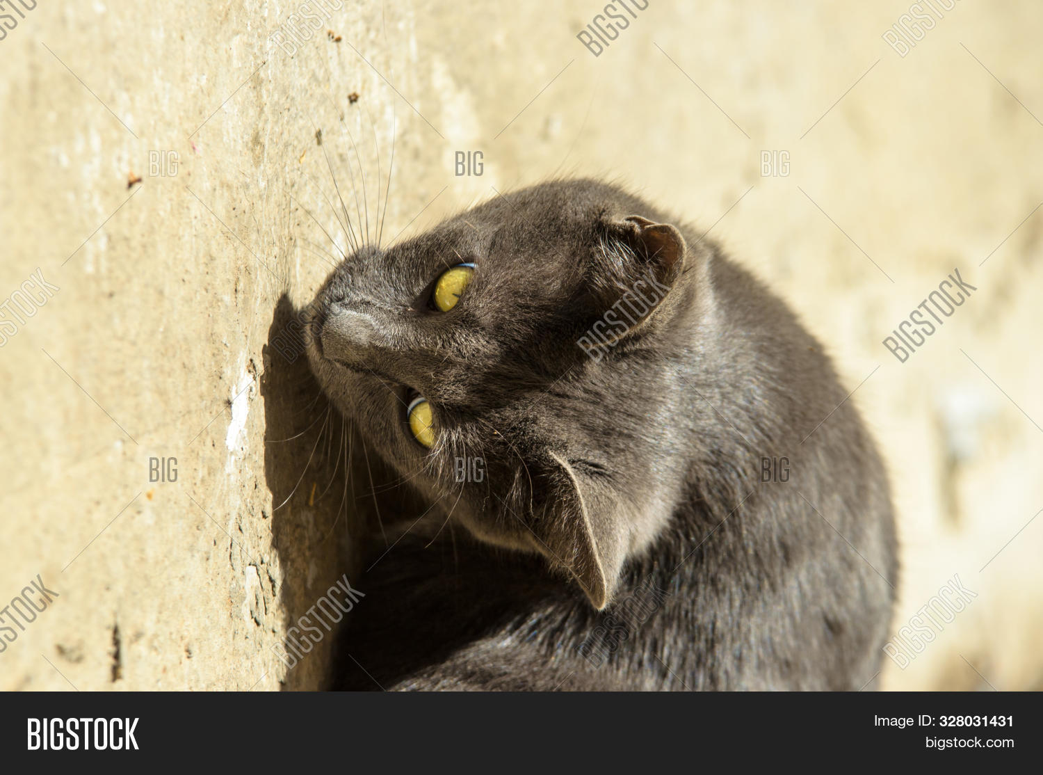 Lying Cat Turned Back Image & Photo (Free Trial) | Bigstock