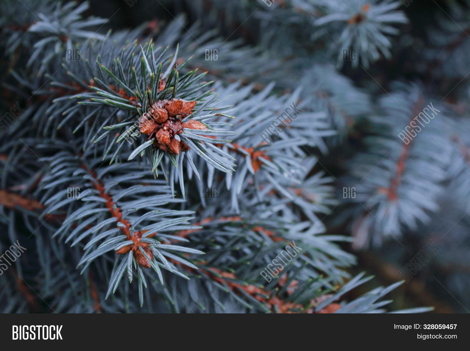Blue Spruce Branch. Image & Photo (Free Trial) | Bigstock