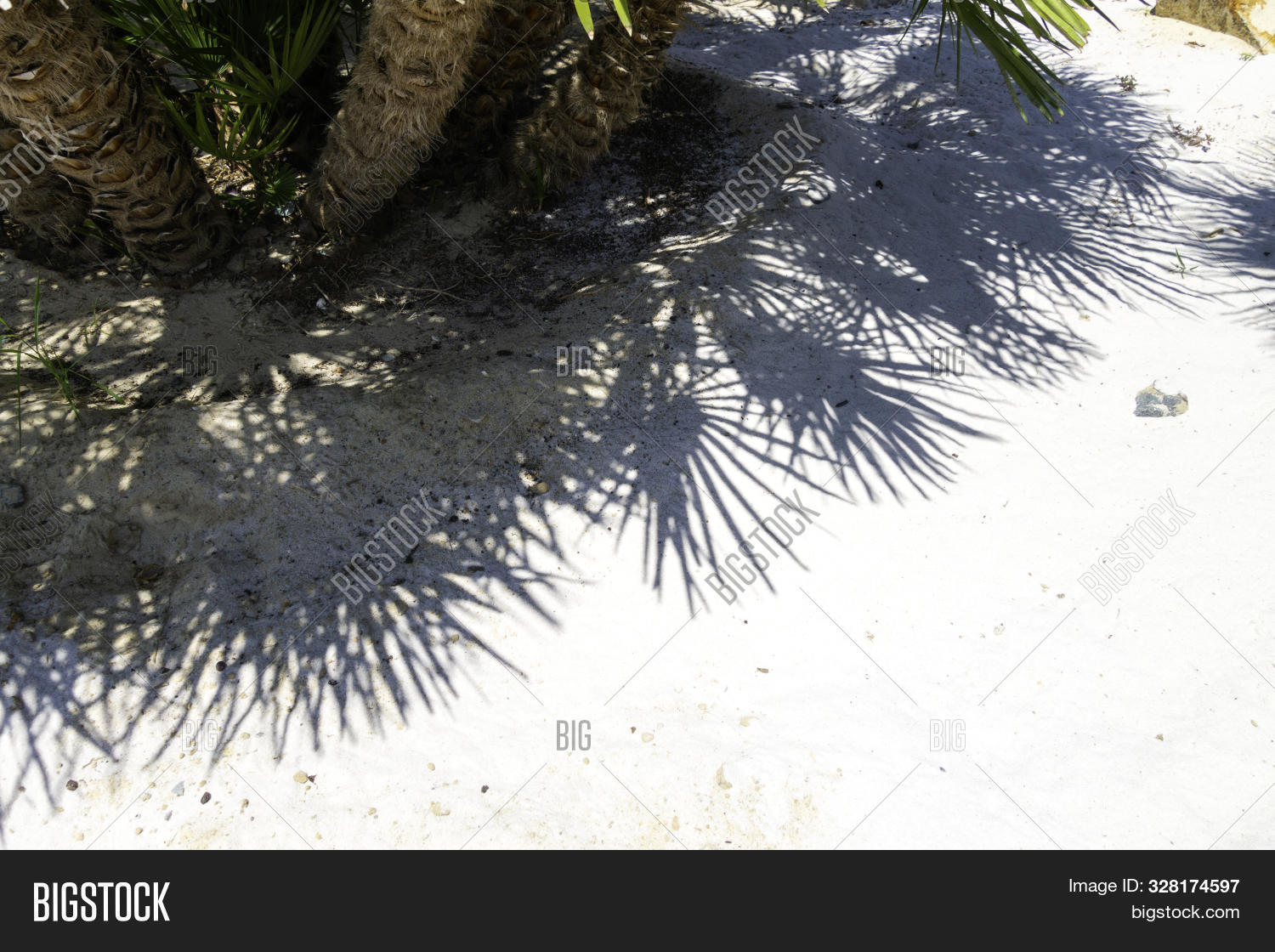Shadow Palm Trees On Image & Photo (Free Trial) | Bigstock