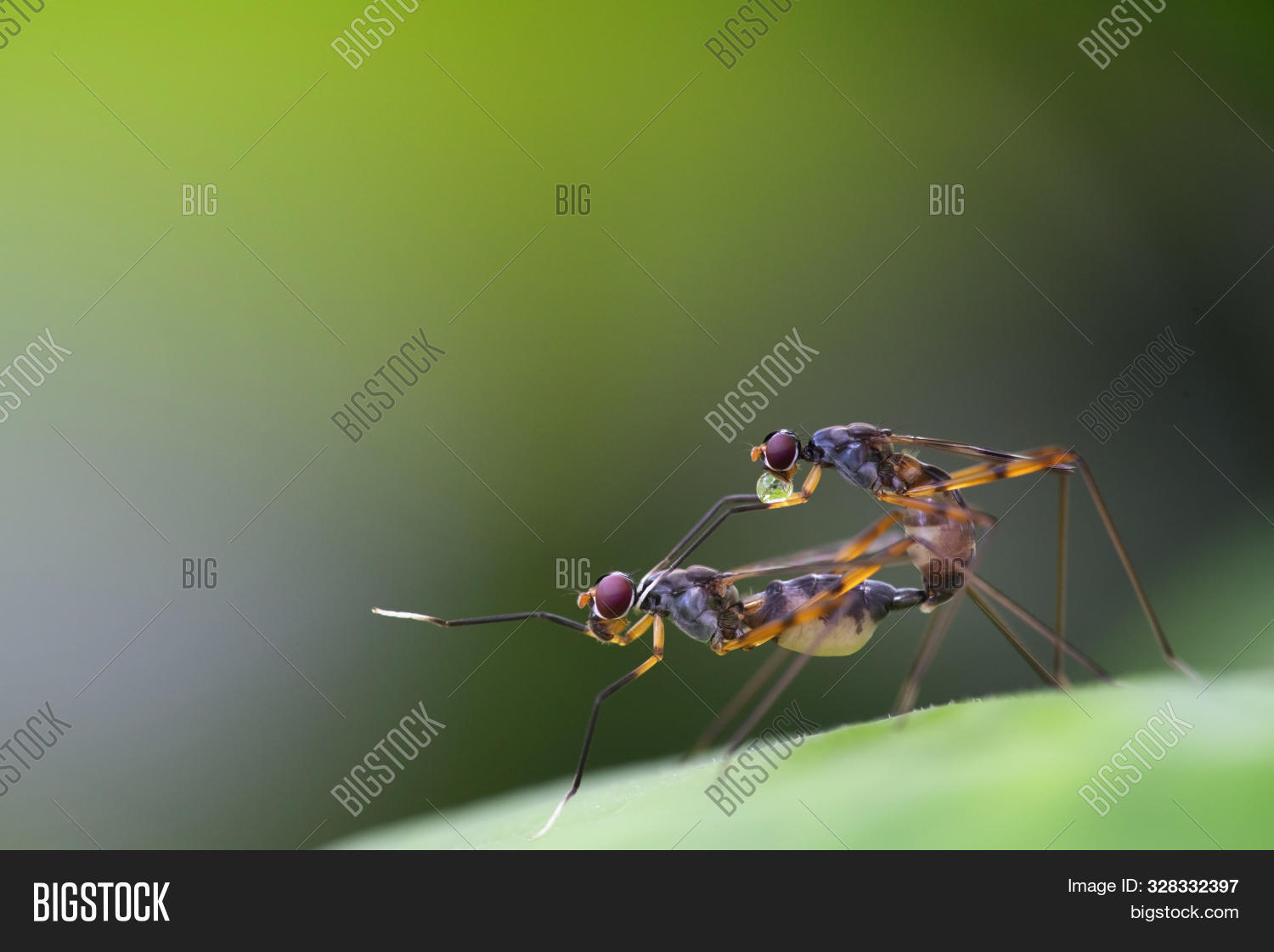 Insects Have Sexual Image & Photo (Free Trial) | Bigstock