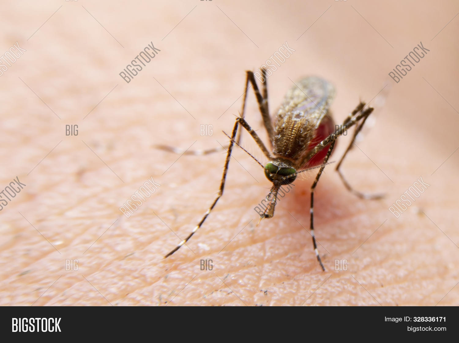 Striped Mosquitoes Image & Photo (Free Trial) | Bigstock