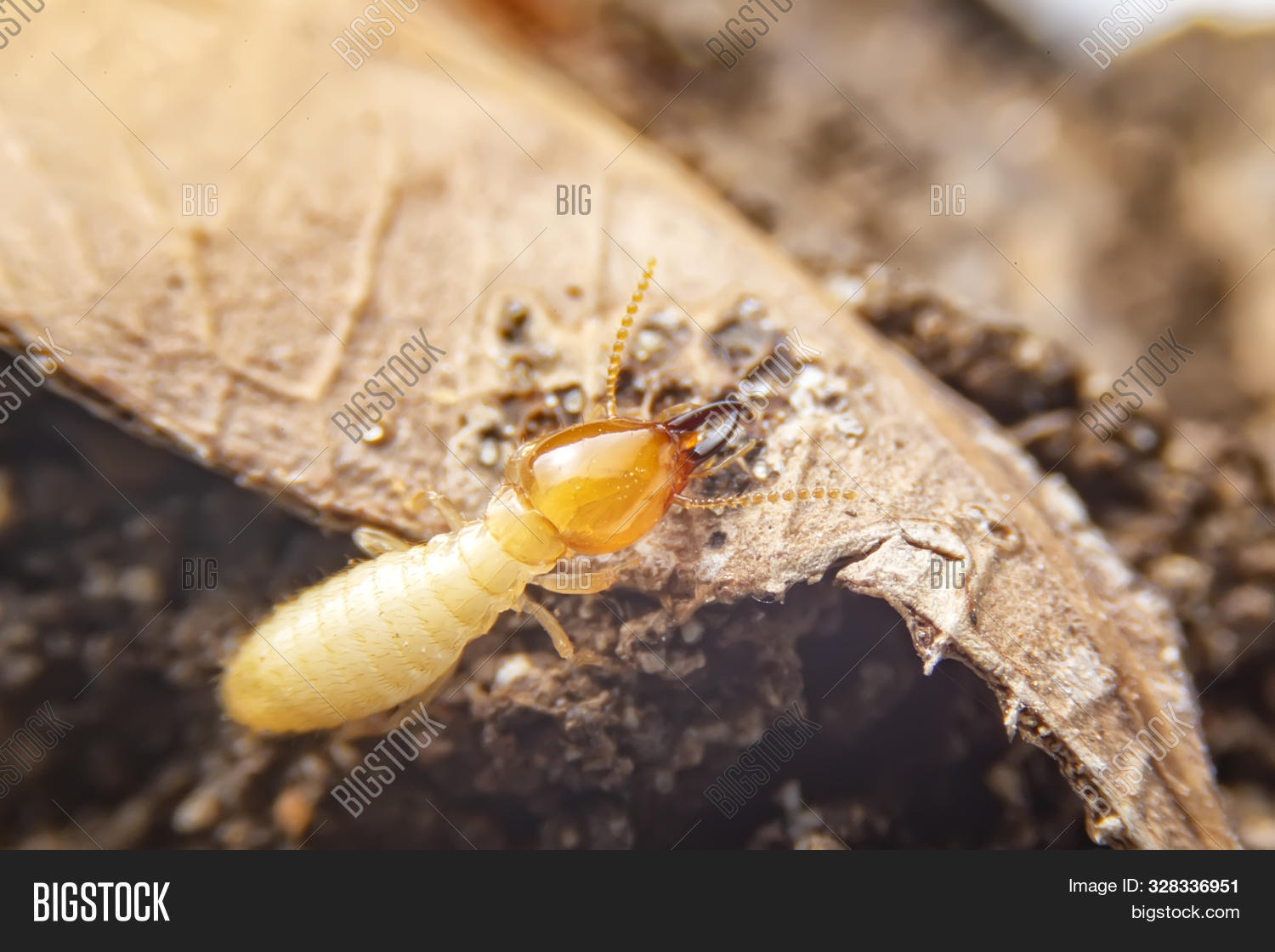 Small Termite On Image & Photo (Free Trial) | Bigstock