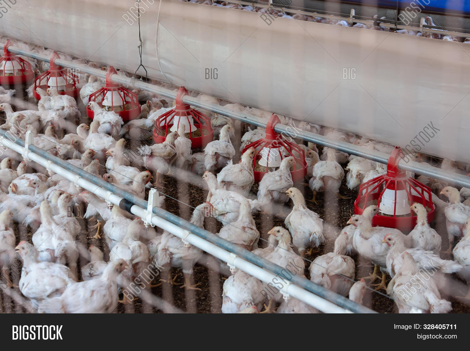 Group Chicken Hens Image & Photo (Free Trial) | Bigstock