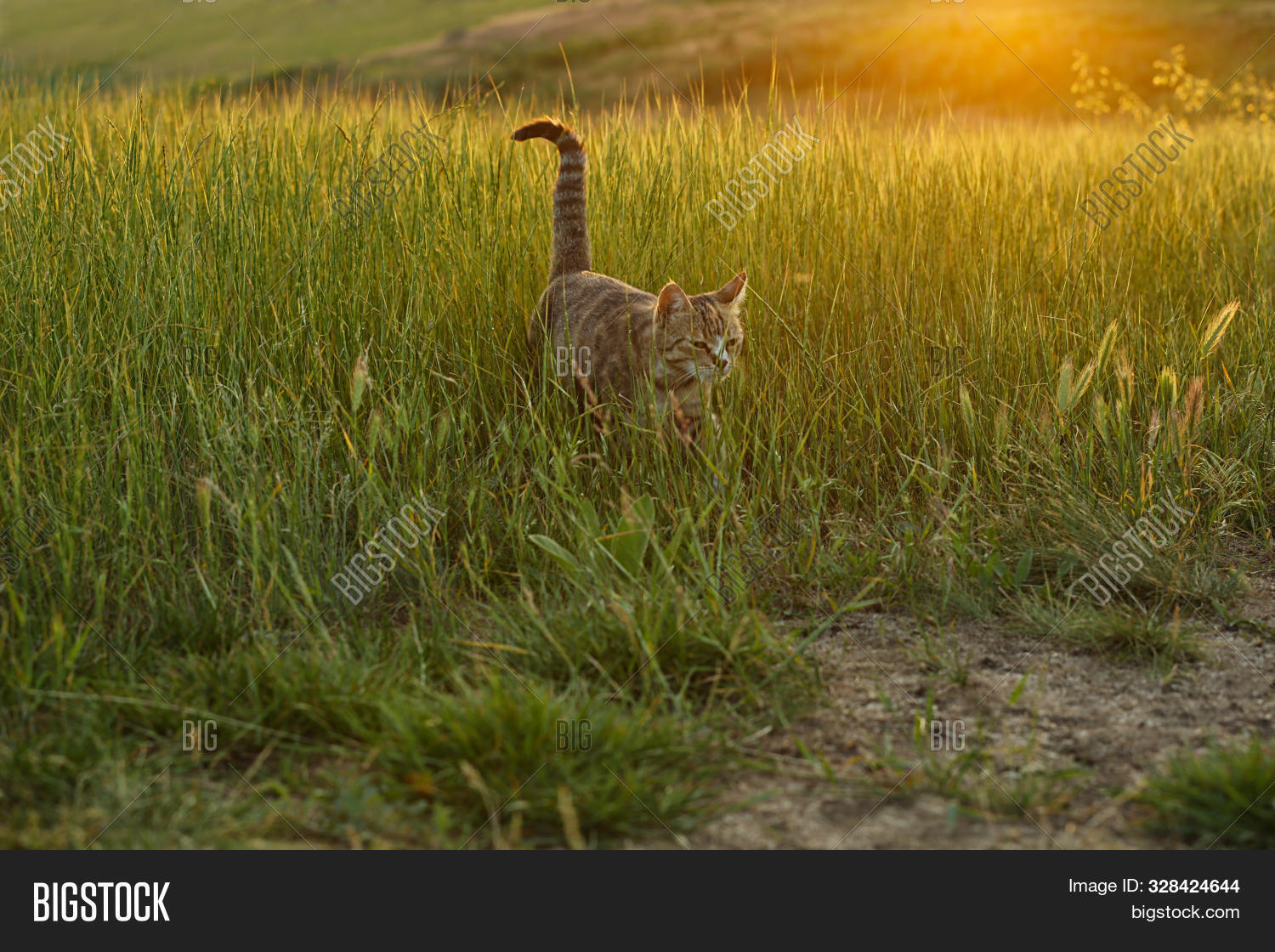 Cute Tabby Cat Walking Image & Photo (Free Trial) | Bigstock