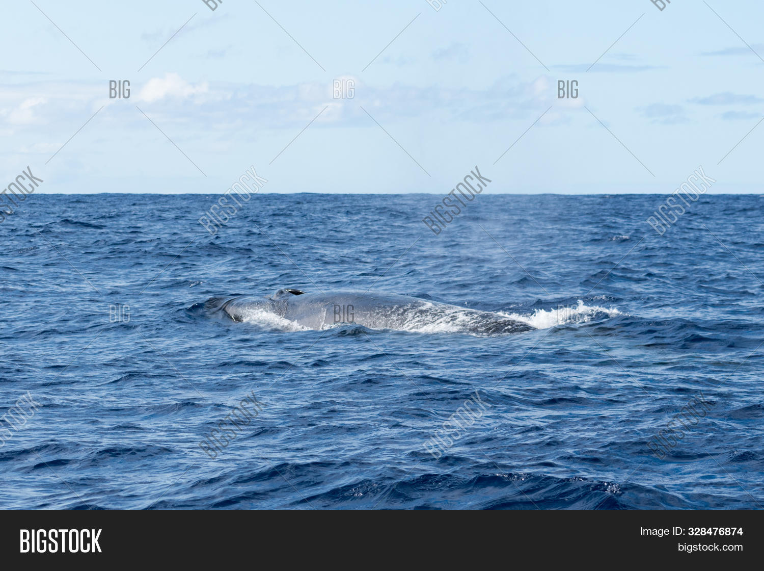 Side View Sei Whale ( Image & Photo (Free Trial) | Bigstock