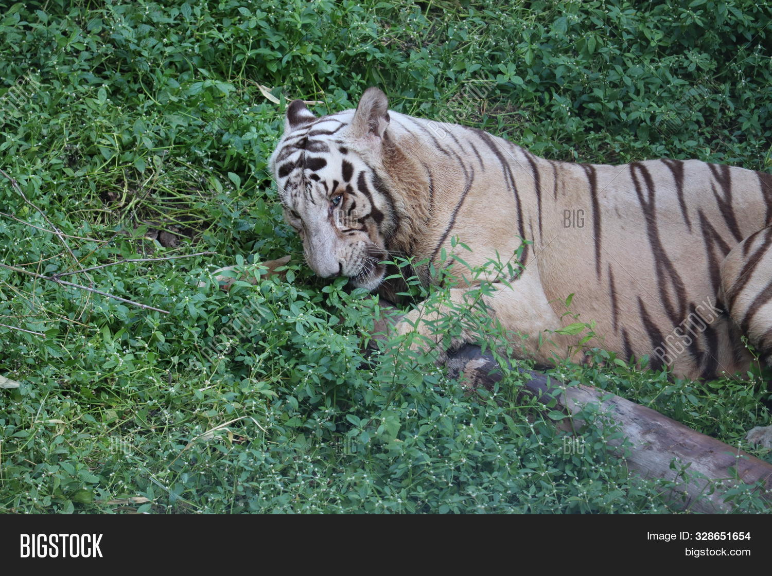 This Very Rare Shot Image & Photo (Free Trial) | Bigstock