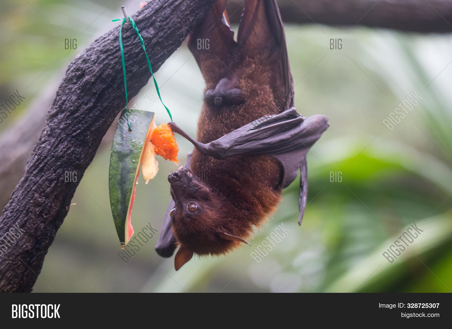 Fruit Bat Known Flying Image & Photo (Free Trial) | Bigstock