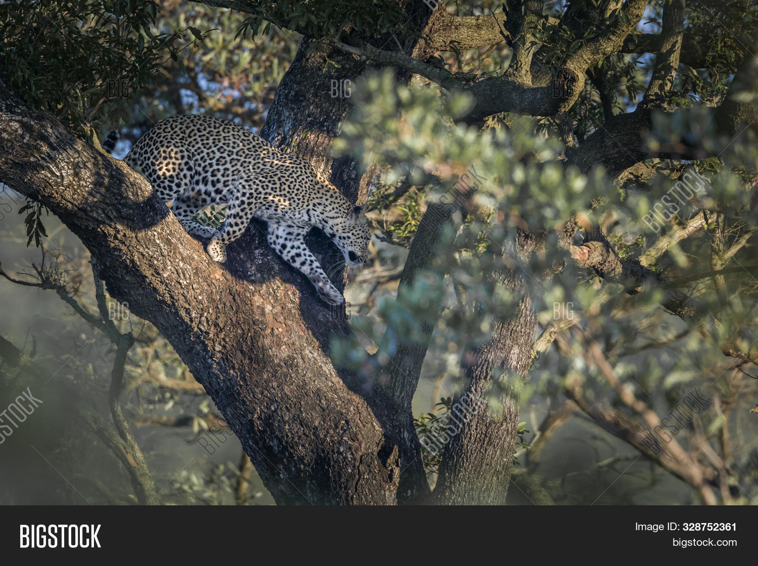Leopard Femelle Tree Image & Photo (Free Trial) | Bigstock