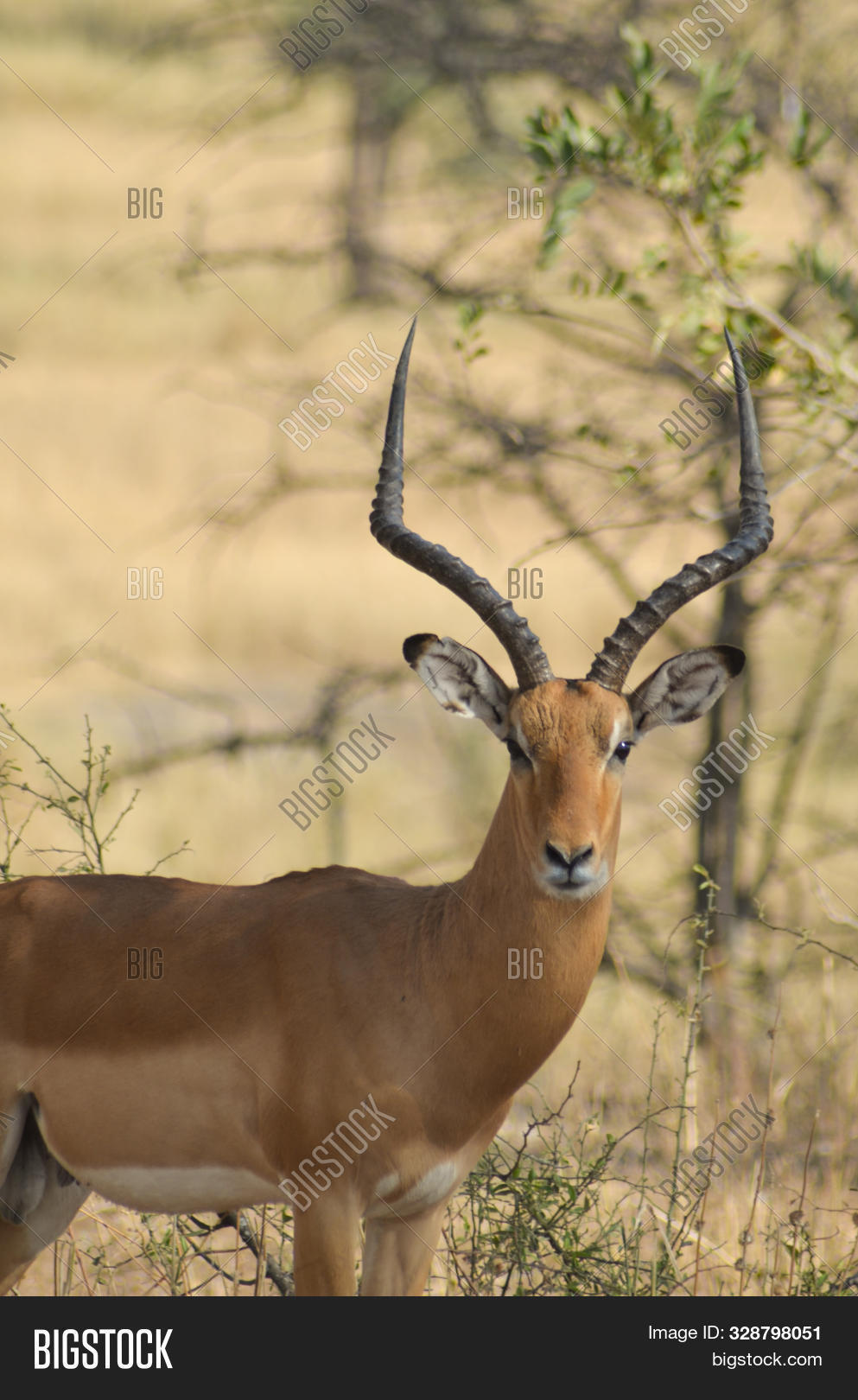 Close- Male Impala Image & Photo (Free Trial) | Bigstock