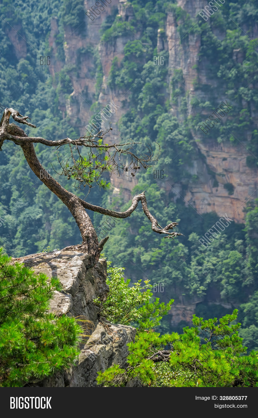 Old Dead Tree Growing Image & Photo (Free Trial) | Bigstock