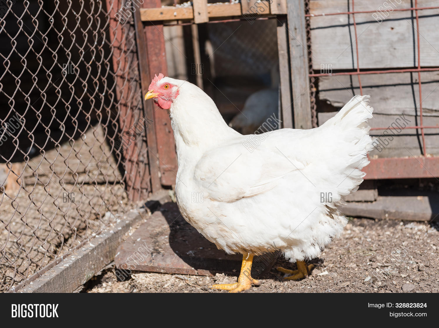 White Chicken. Image & Photo (Free Trial) | Bigstock
