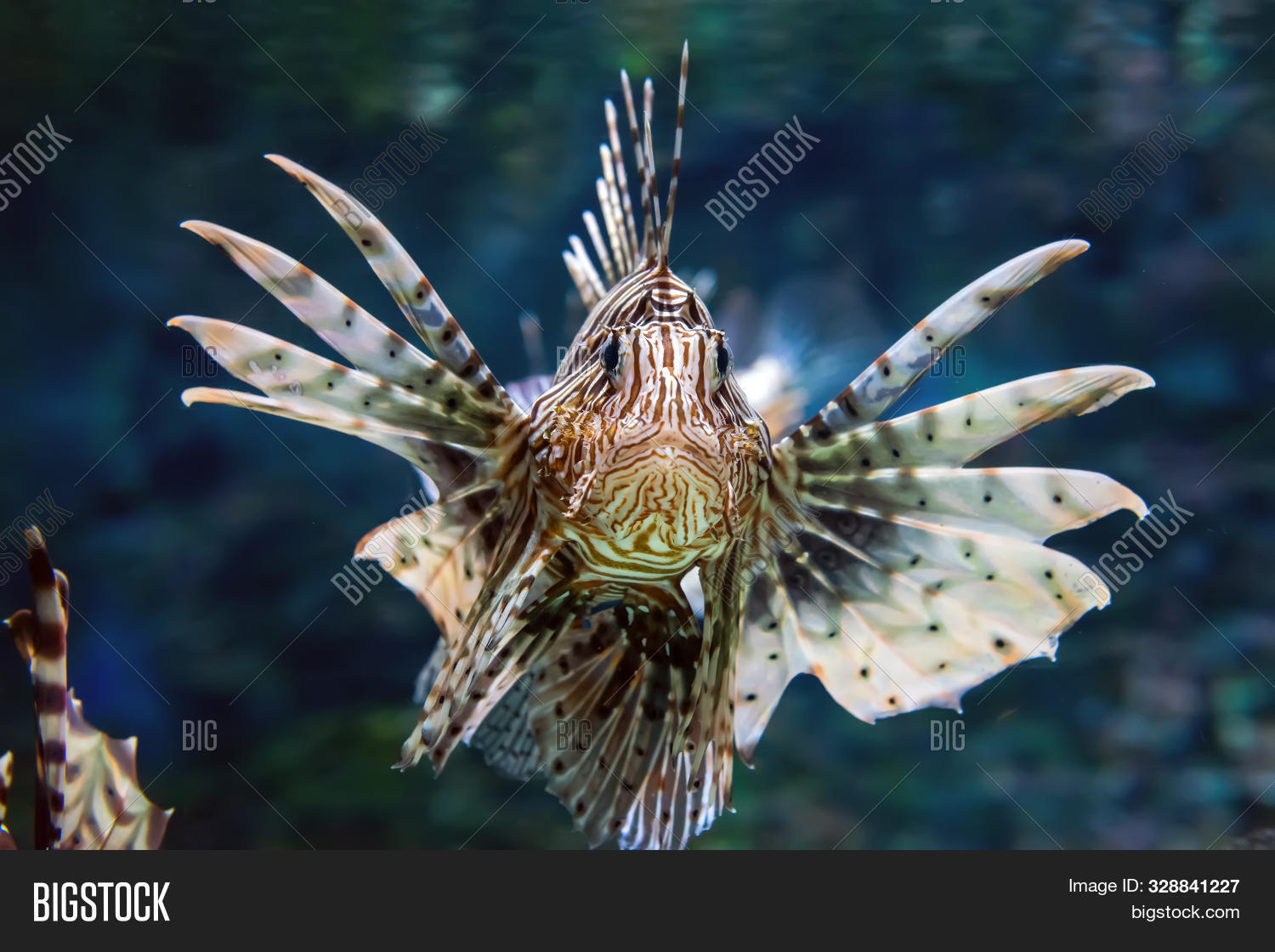 Beautiful Lion Fish Image & Photo (Free Trial) | Bigstock