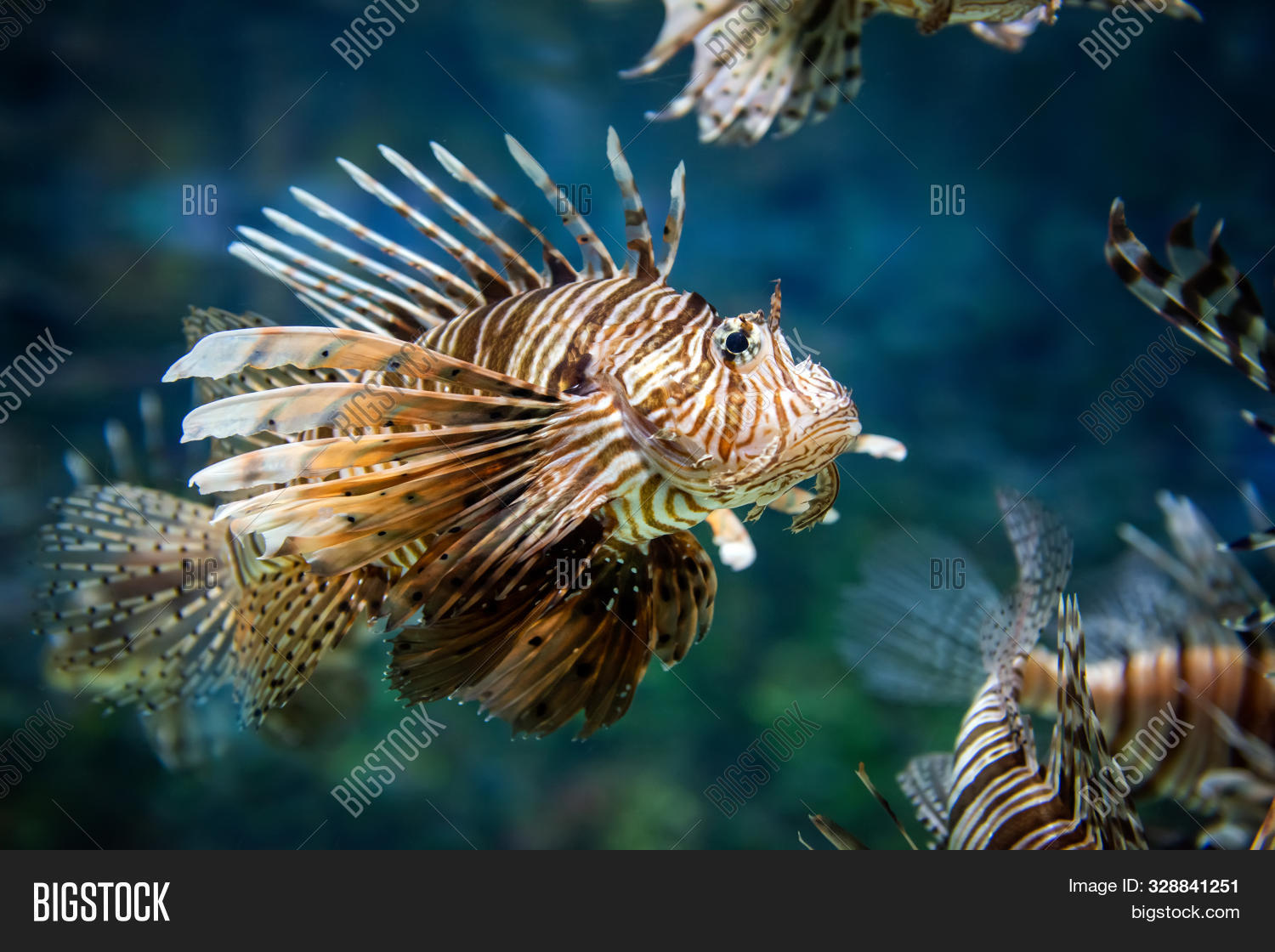 Beautiful Lion Fish Image & Photo (Free Trial) | Bigstock