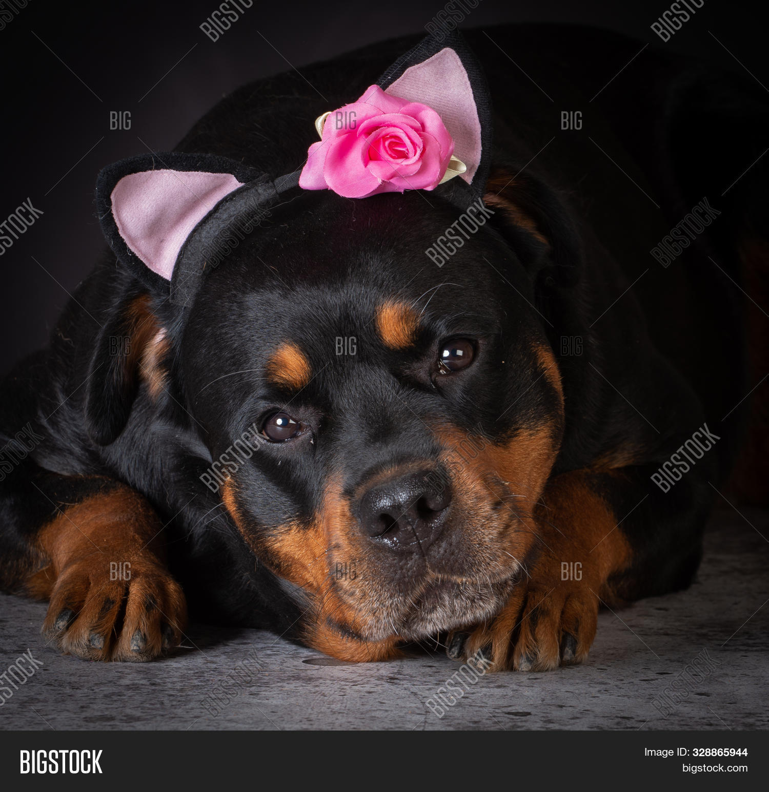 Female Rottweiler Image & Photo (Free Trial) | Bigstock