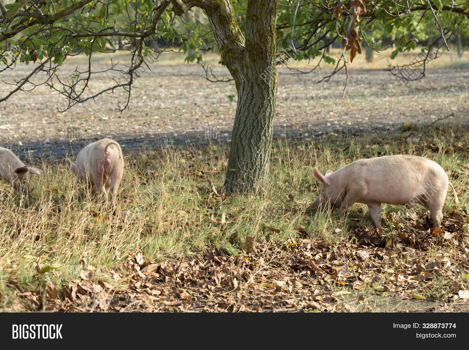 Pink Pigs On Farm. Image & Photo (Free Trial) | Bigstock