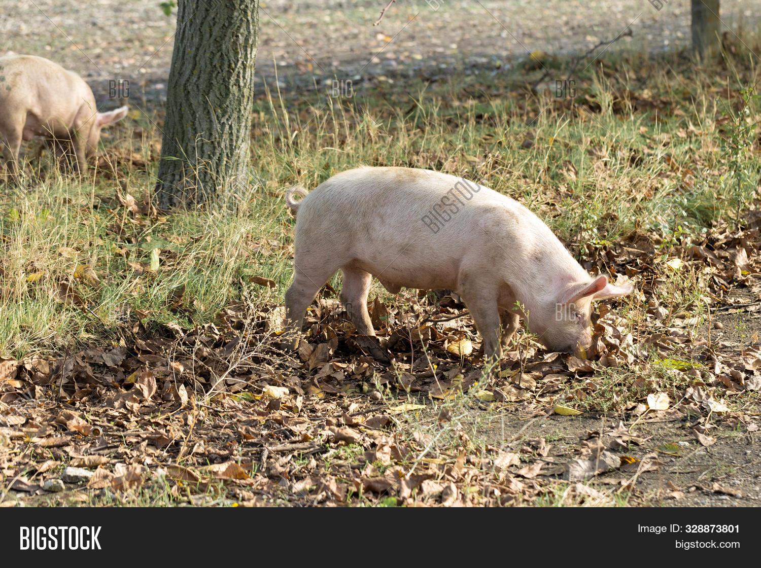 Pink Pigs On Farm. Image & Photo (Free Trial) | Bigstock