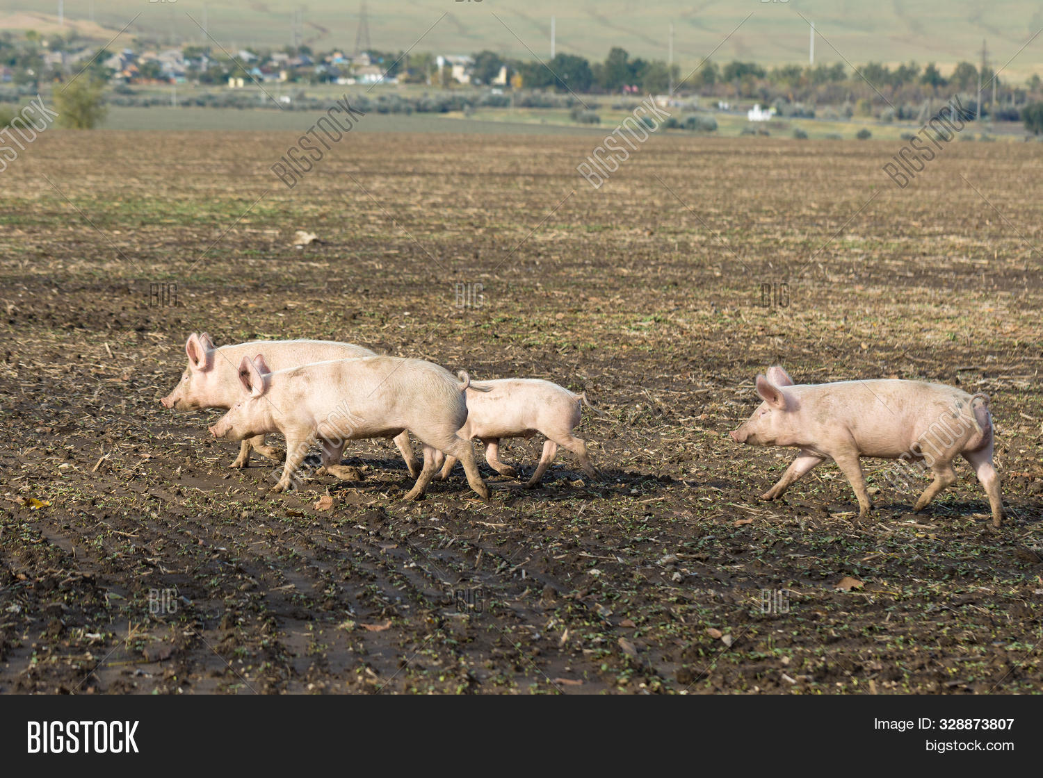 Pink Pigs On Farm. Image & Photo (Free Trial) | Bigstock
