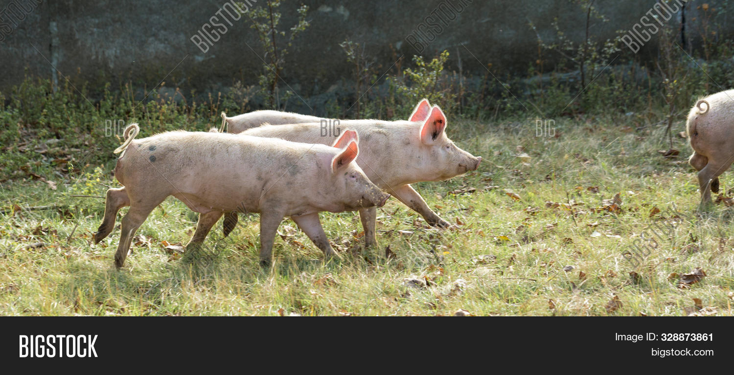 Pink Pigs On Farm. Image & Photo (Free Trial) | Bigstock