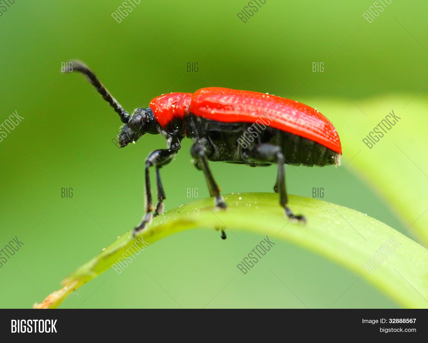 Scarlet Lily Beetle ( Image & Photo (Free Trial) | Bigstock