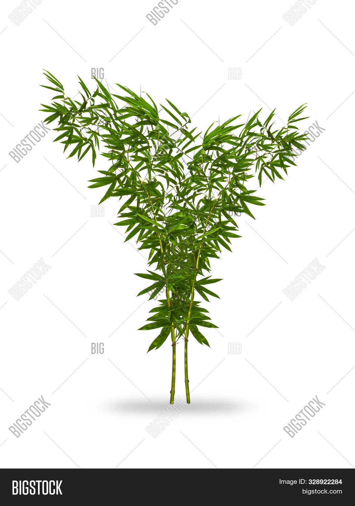 Bamboo. Isolated Tree Image & Photo (Free Trial) | Bigstock