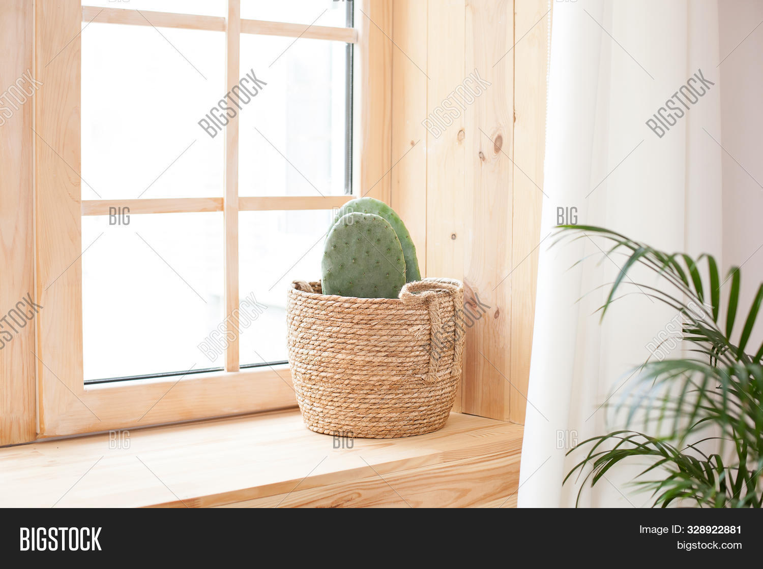 Cactus Straw Pot Image & Photo (Free Trial) | Bigstock