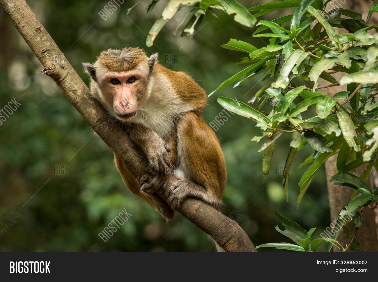 Imagen y foto Toque Macaque ( (prueba gratis) | Bigstock