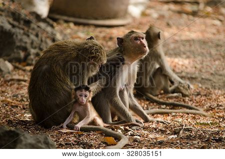 Monkey Family Baby Image & Photo (Free Trial) | Bigstock