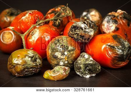 Moldy Tomatoes. Image & Photo (Free Trial) | Bigstock