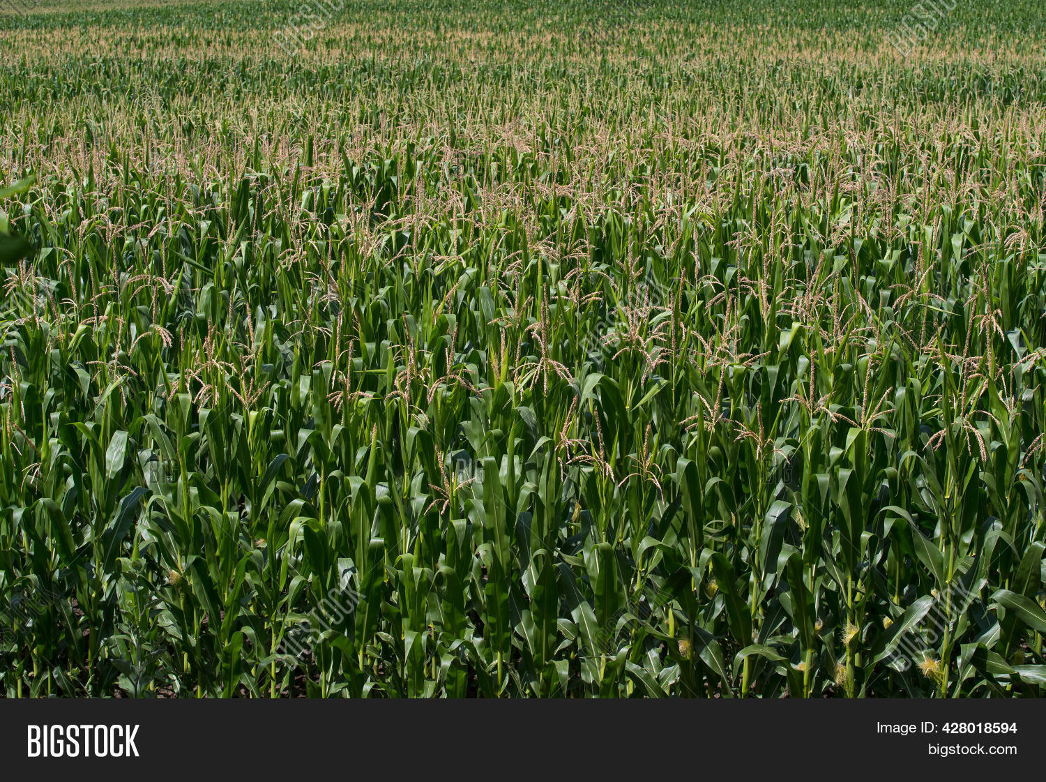 Fields Sown Corn. Lots Image & Photo (Free Trial) | Bigstock