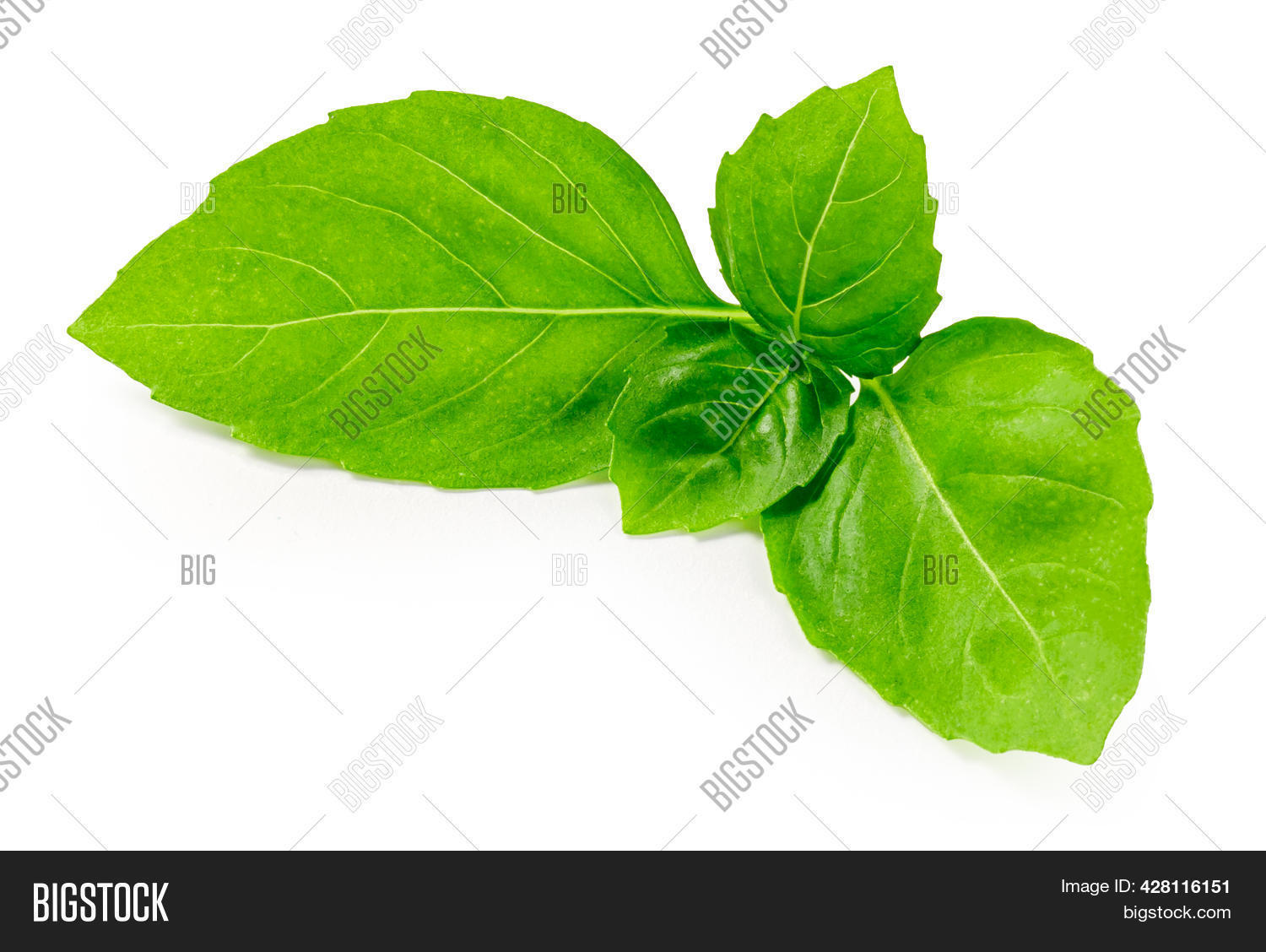 Basil Leaves Isolated Image & Photo (Free Trial) | Bigstock