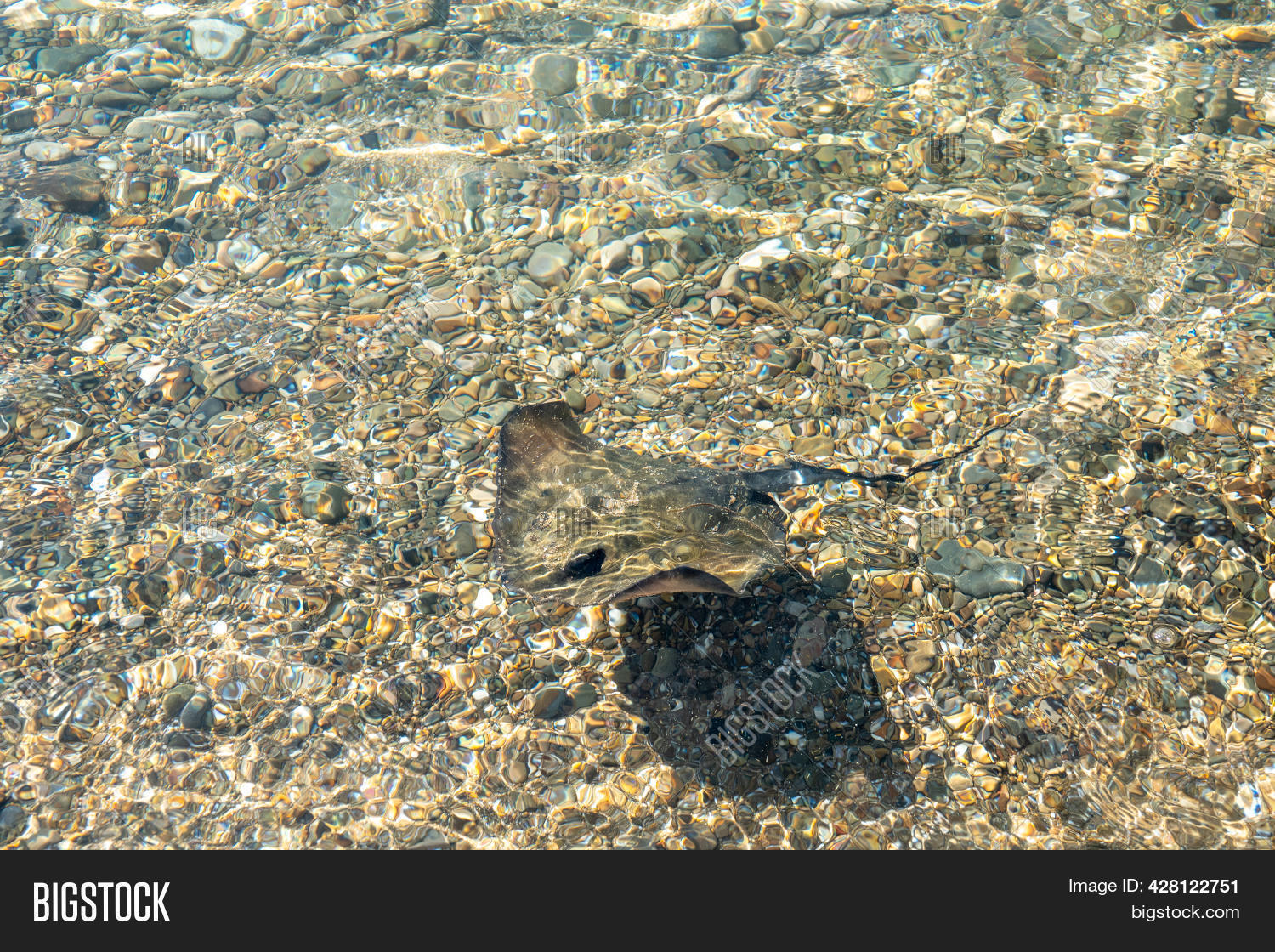 Stingray Flat Marine Image & Photo (Free Trial) | Bigstock