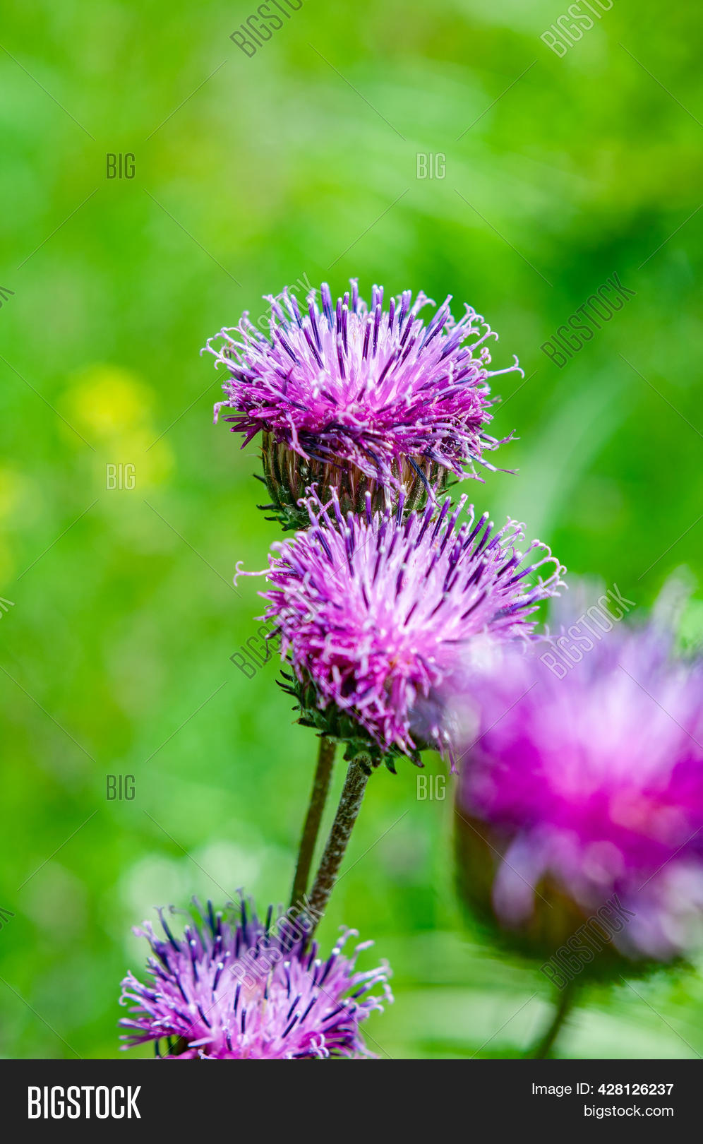 Beautiful Flowers Milk Image & Photo (Free Trial) | Bigstock