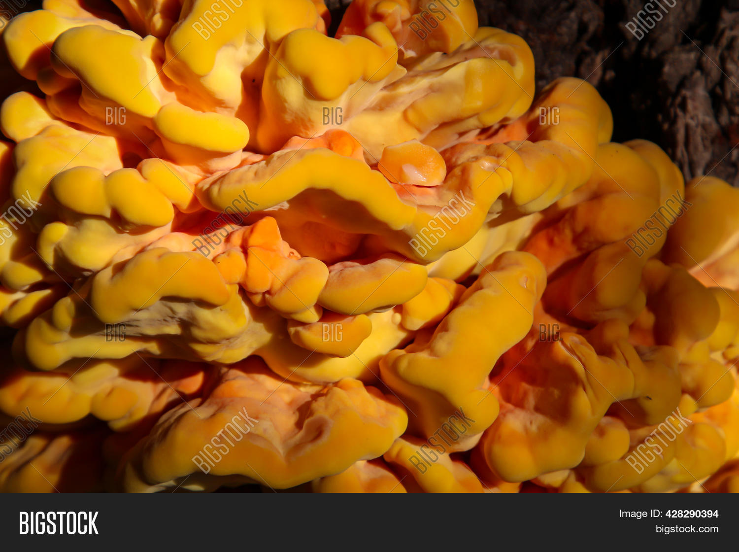 Spongy Yellow Tree Image & Photo (Free Trial) | Bigstock