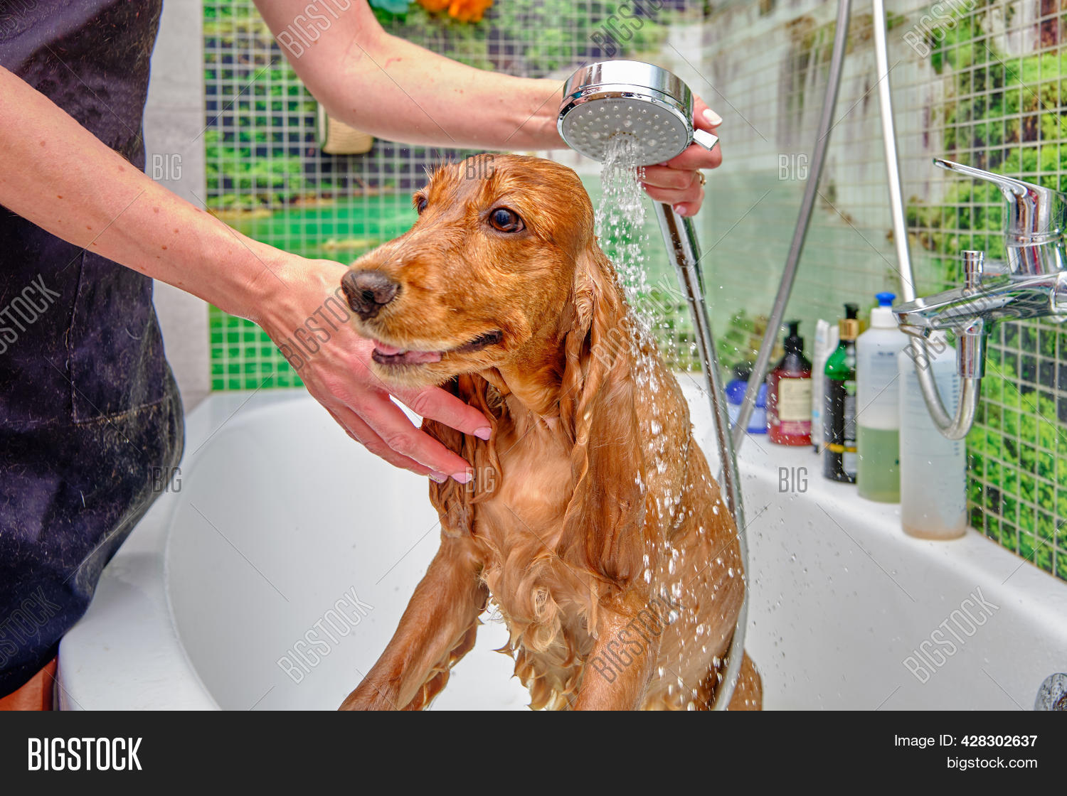 English Cocker Sp. Image & Photo (Free Trial) | Bigstock