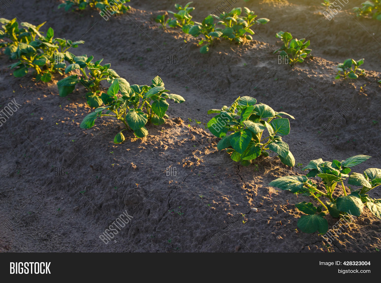 Rows Potato Bushes On Image & Photo (Free Trial) | Bigstock